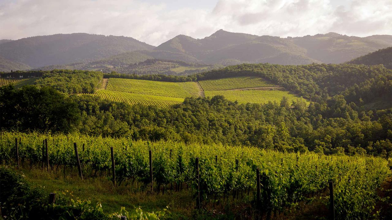 Scopri la Vigna Trebbio di Castello di Meleto a Gaiole in Chianti