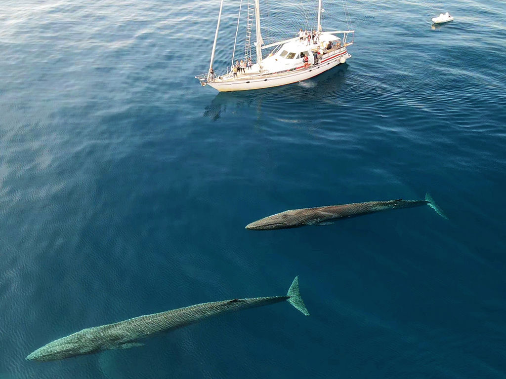 Discover the Pelagos Sanctuary with Royal Hotel Sanremo