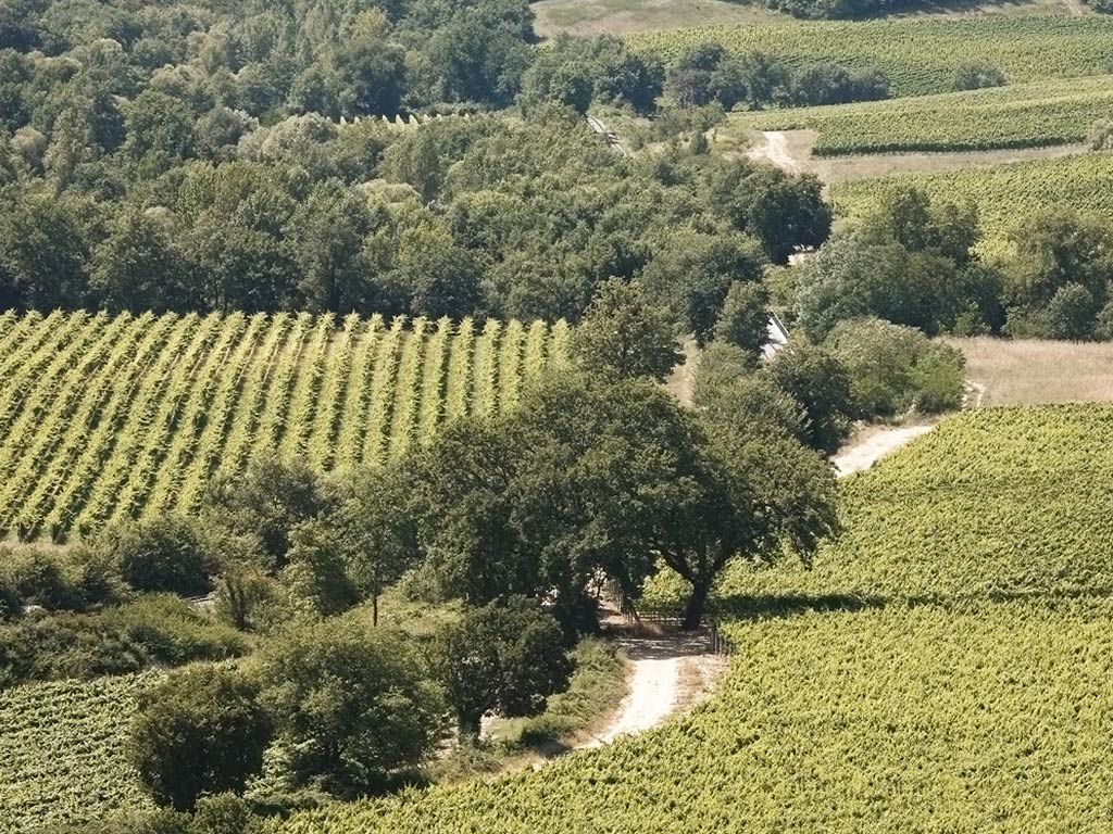 Sito ufficiale Borgo Scopeto Wine & Country Relais