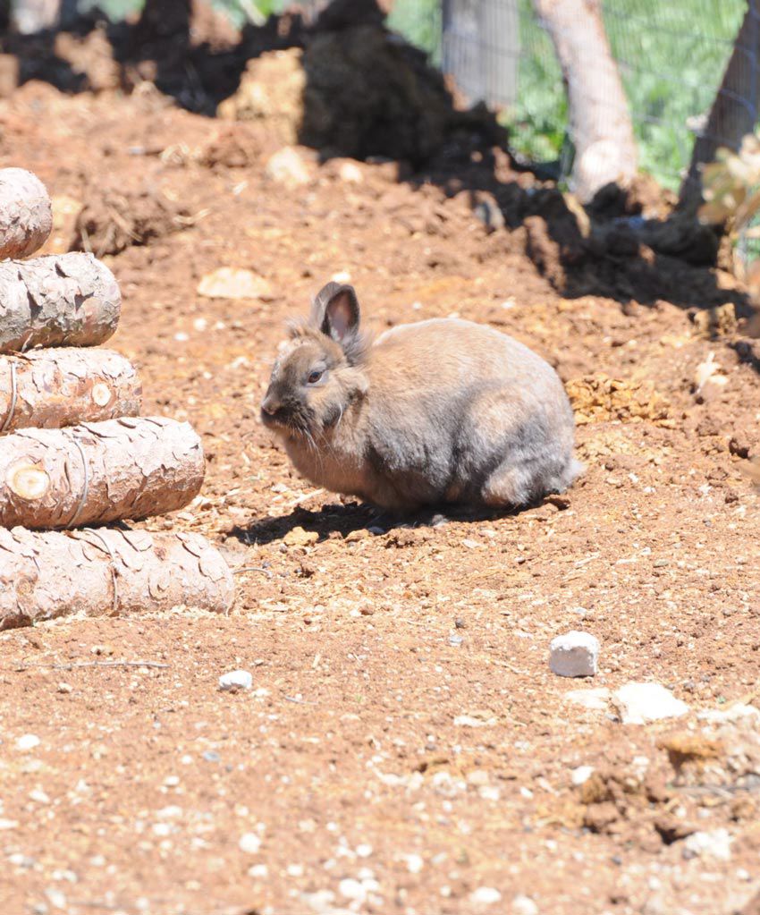 The Popilia Country Resort and its animal friends in Calabria